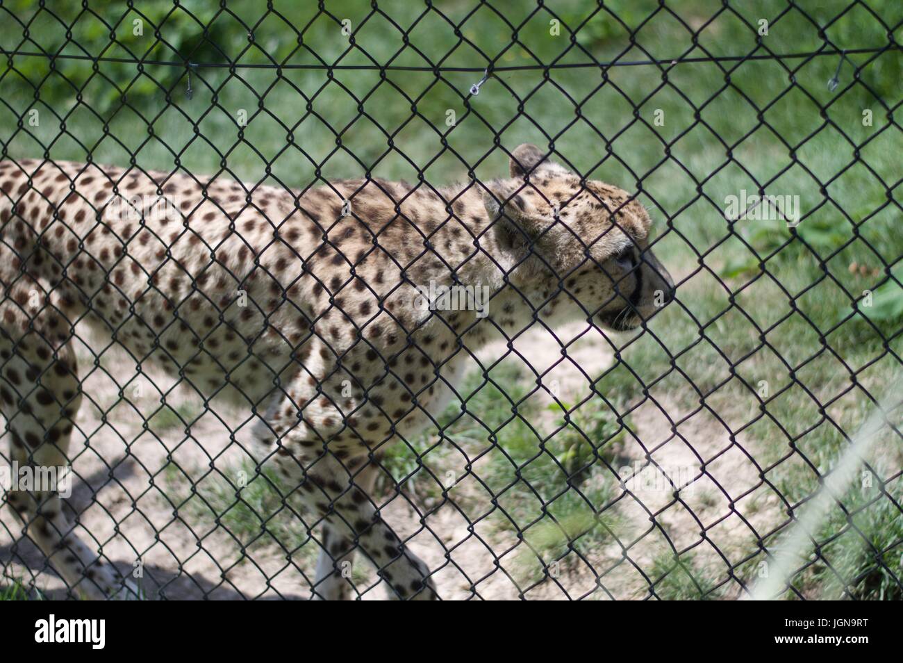 Cheetah in captivity, Port Lympne wildlife park Stock Photo - Alamy