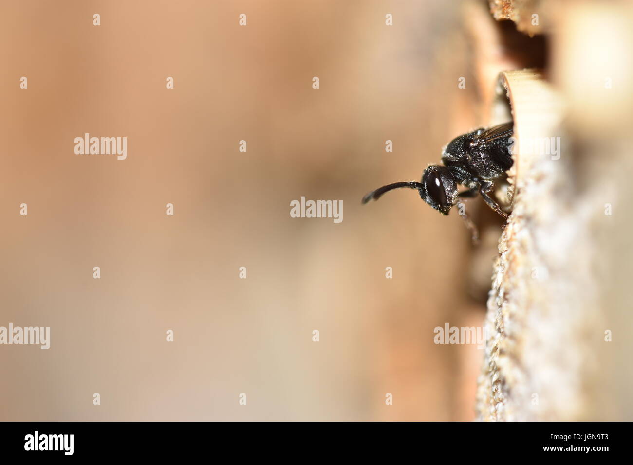 Solitary wasp hi-res stock photography and images - Alamy