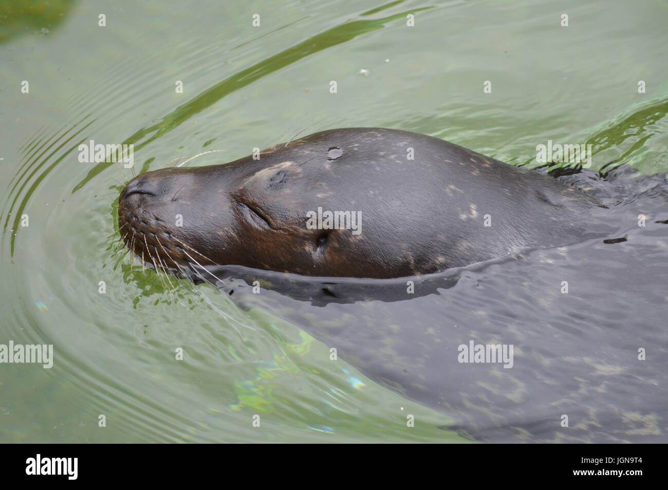 Harbor seal face hi-res stock photography and images - Alamy