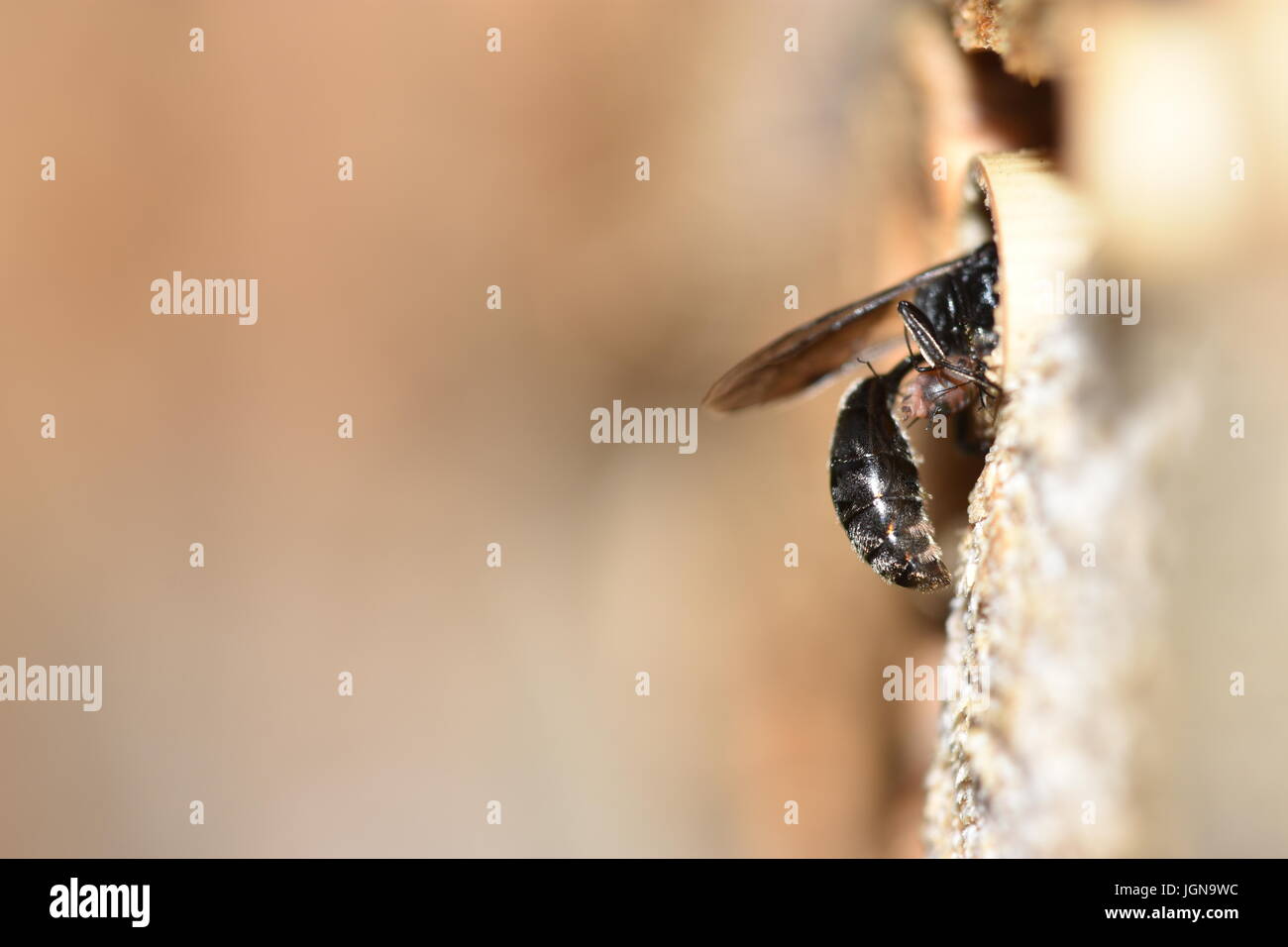 Garden solitary wasp hi-res stock photography and images - Alamy