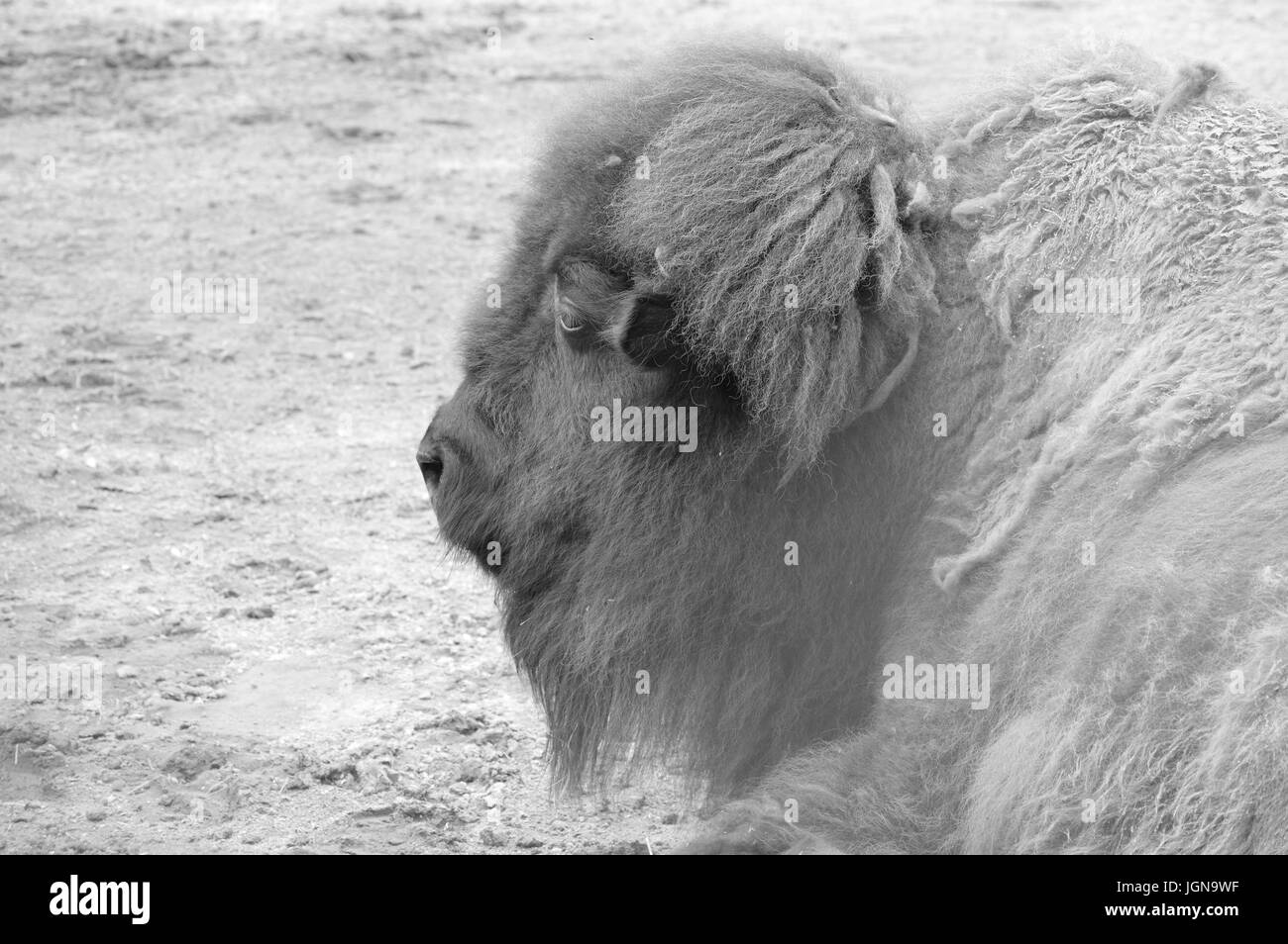 Shaggy bison hi-res stock photography and images - Alamy