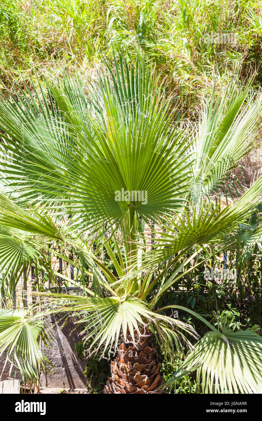 travel to Sicily, Italy - decorative palm tree in garden in Giardini ...