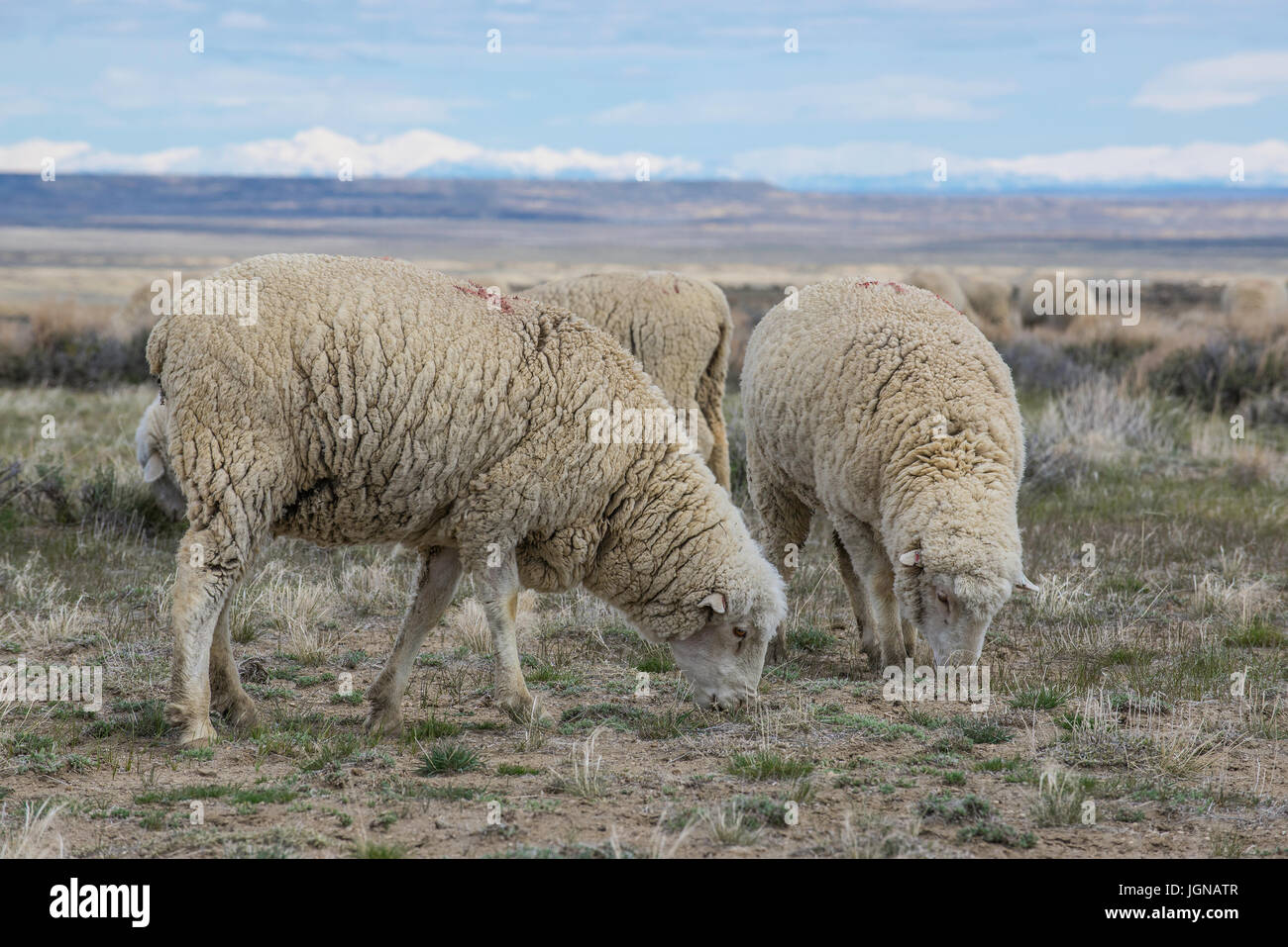 Sheep ranching hi-res stock photography and images - Alamy