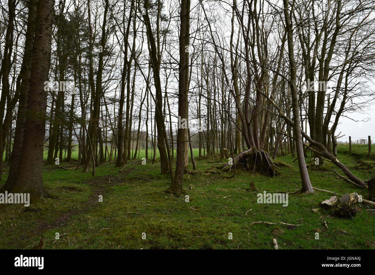 Roots in the woods Stock Photo - Alamy