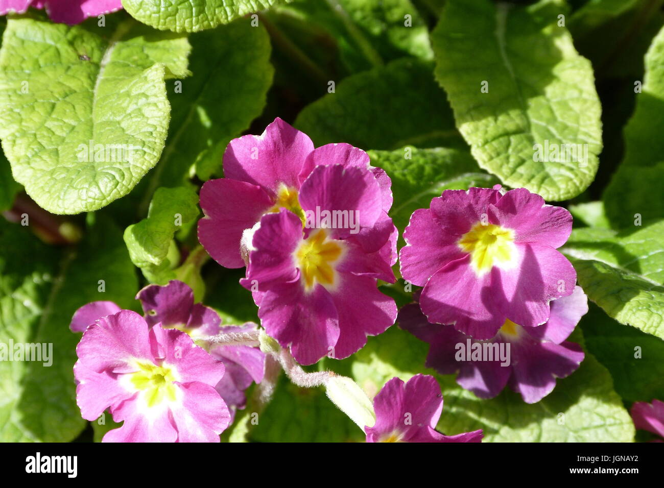 Primula flowers, pink Stock Photo - Alamy