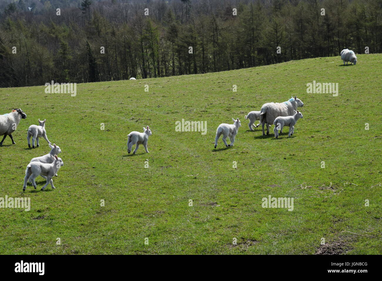 Sheep and lambs Stock Photo - Alamy
