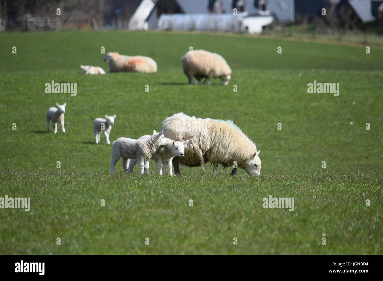 Sheep and lambs Stock Photo - Alamy