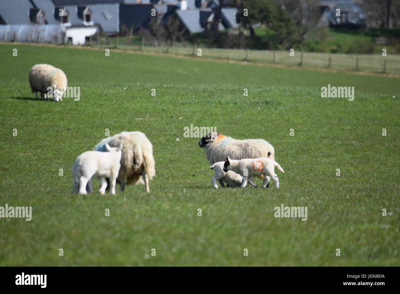 Field of sheep and lambs Stock Photo - Alamy