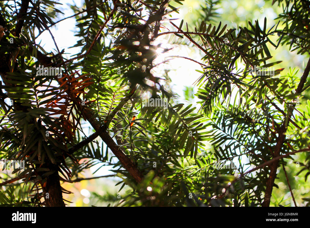 Sun in the fir tree Stock Photo - Alamy