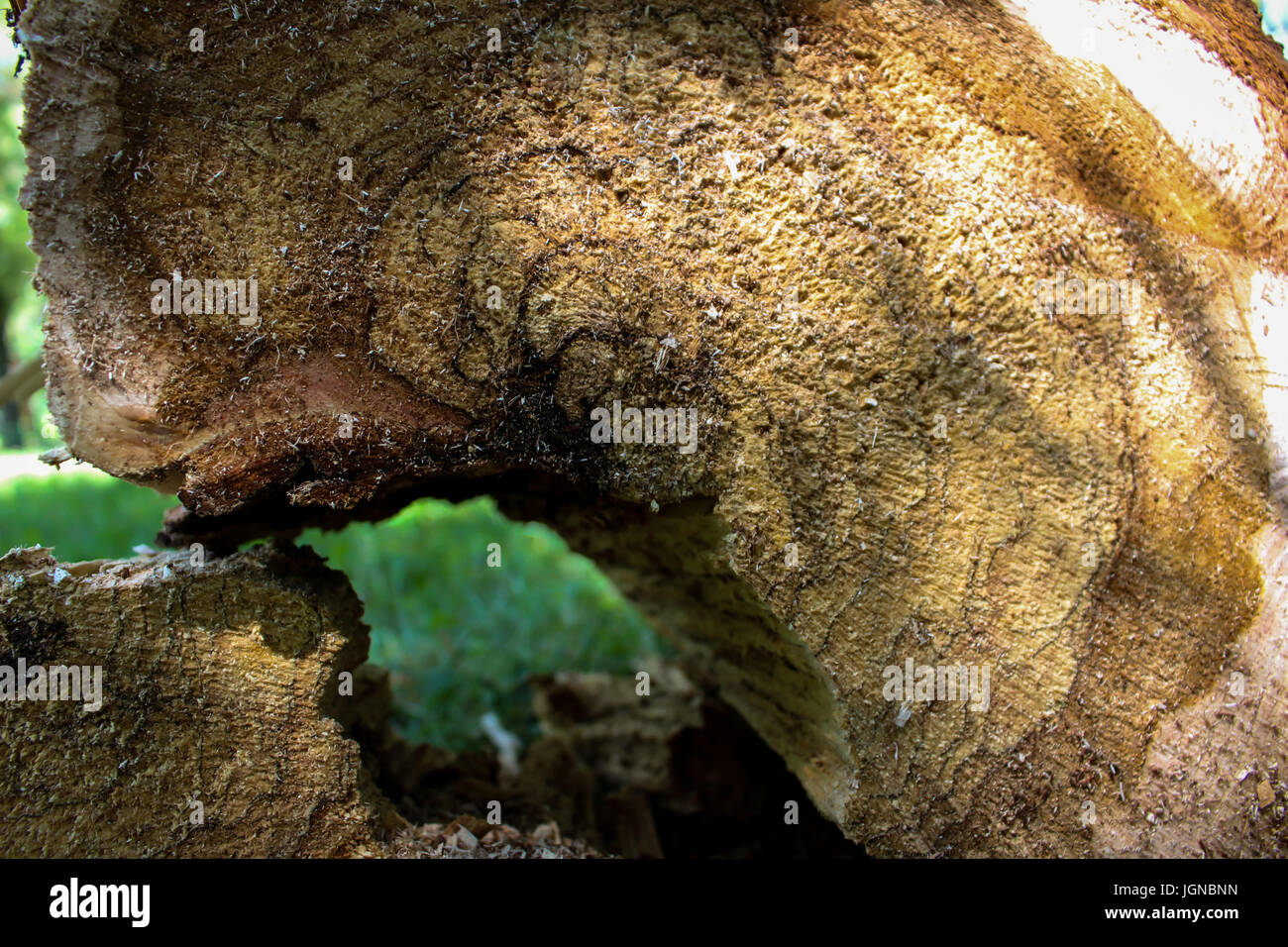 A hole in the log Stock Photo - Alamy