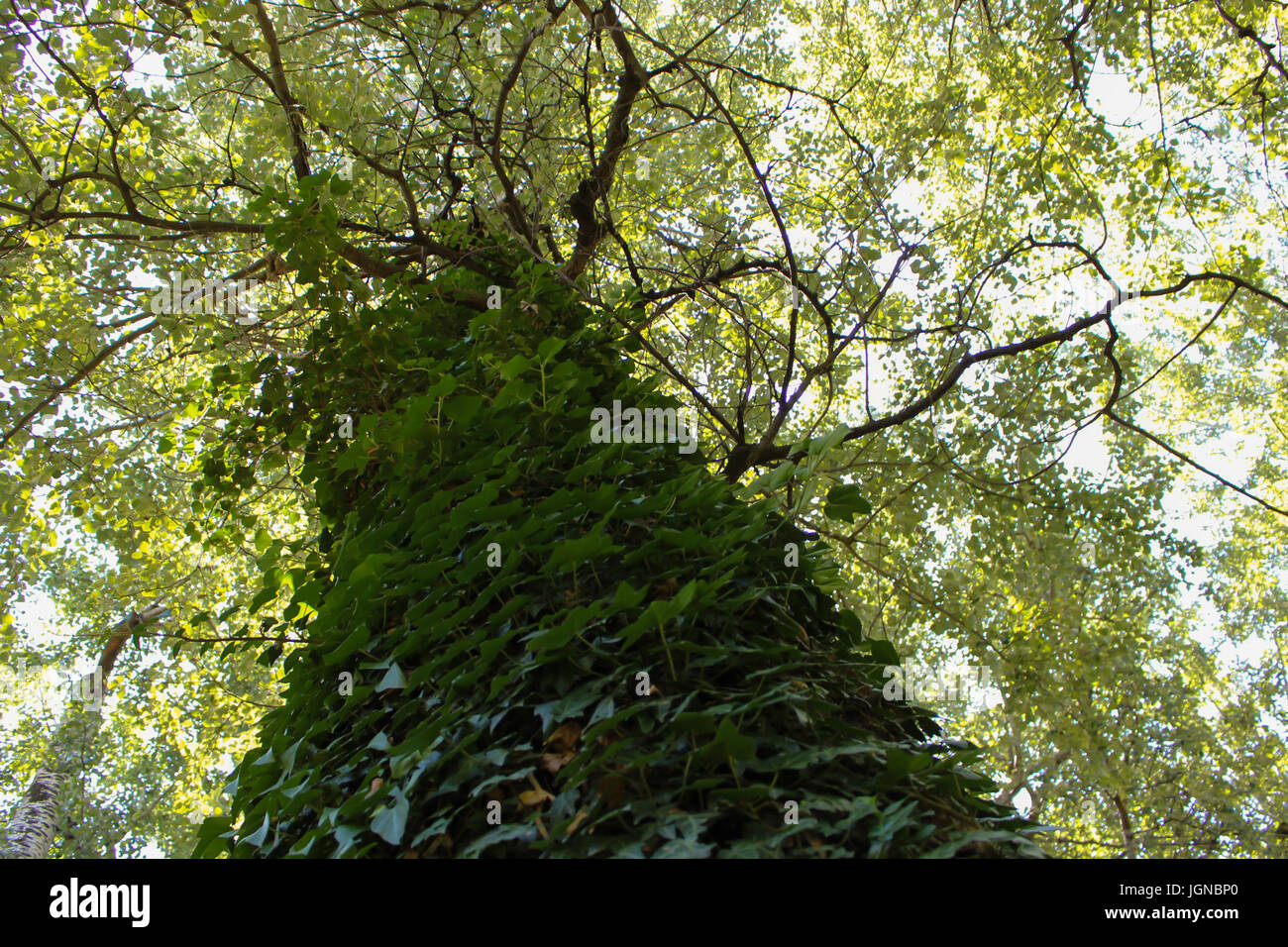 A tree full of foliage 3 Stock Photo - Alamy