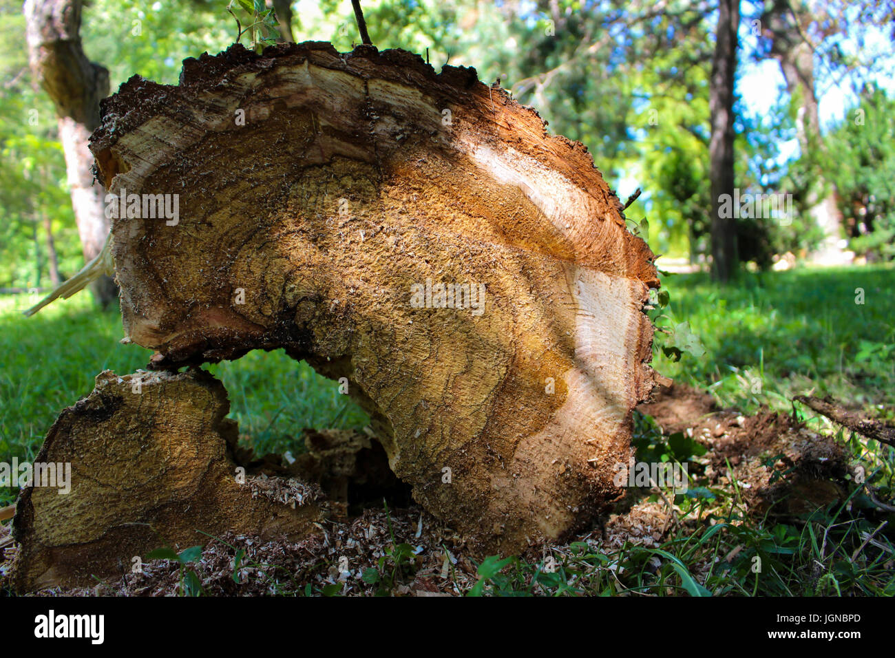 Cutted log in forest Stock Photo - Alamy