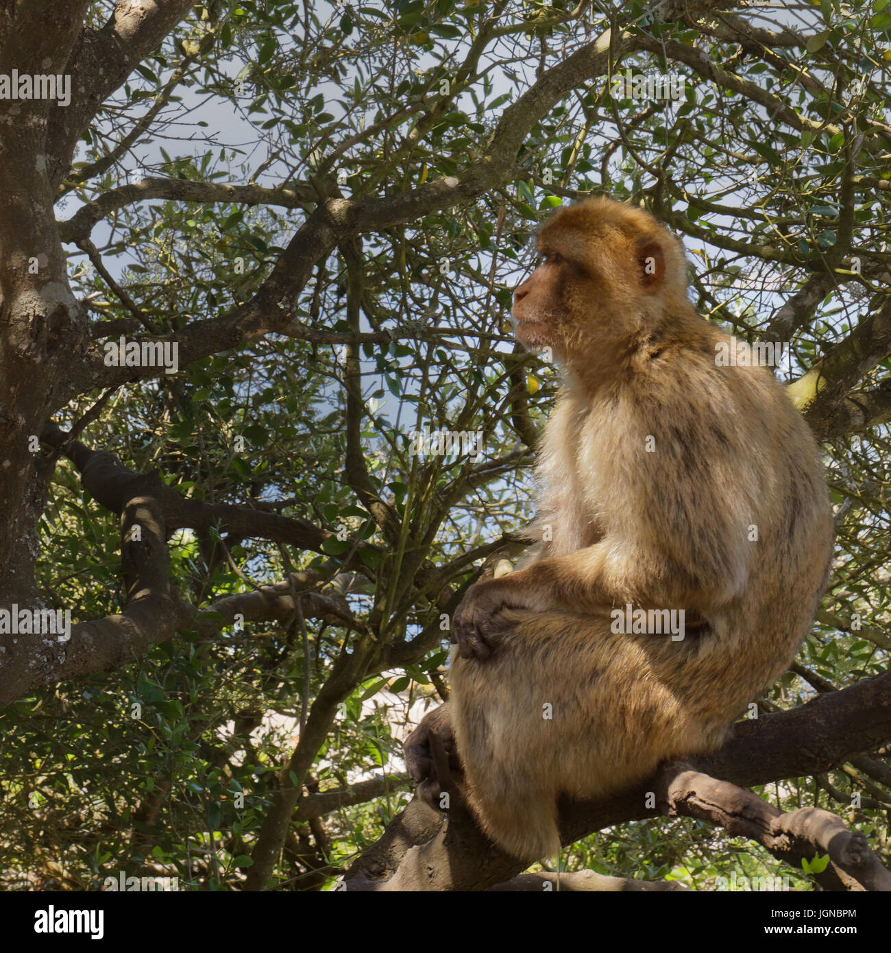 Gibraltar's famous apes Stock Photo - Alamy
