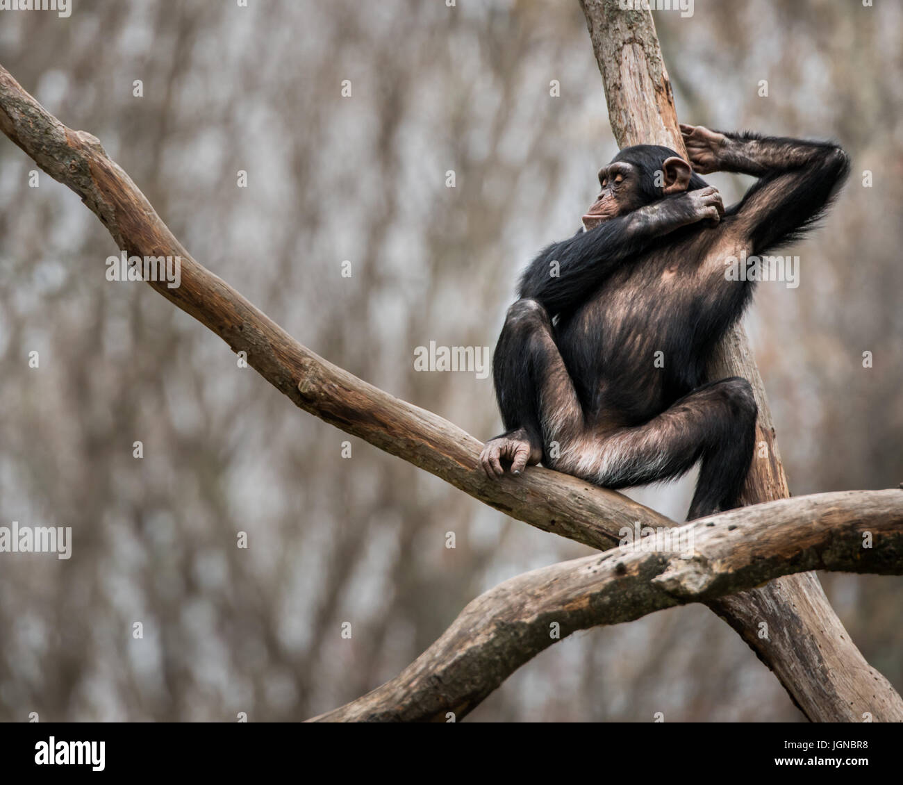 Young Chimpanzee Sleeping Between Two Tree Branches Stock Photo - Alamy