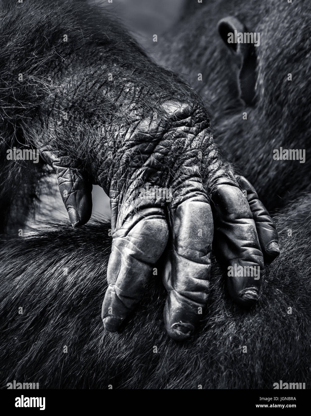 Gorilla hand hi-res stock photography and images - Alamy