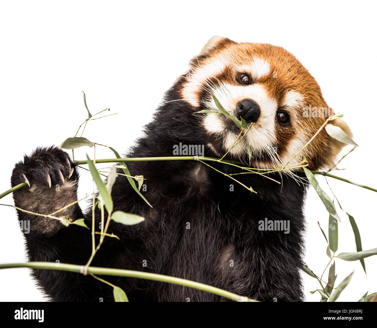 Red panda eating bamboo hi-res stock photography and images - Alamy