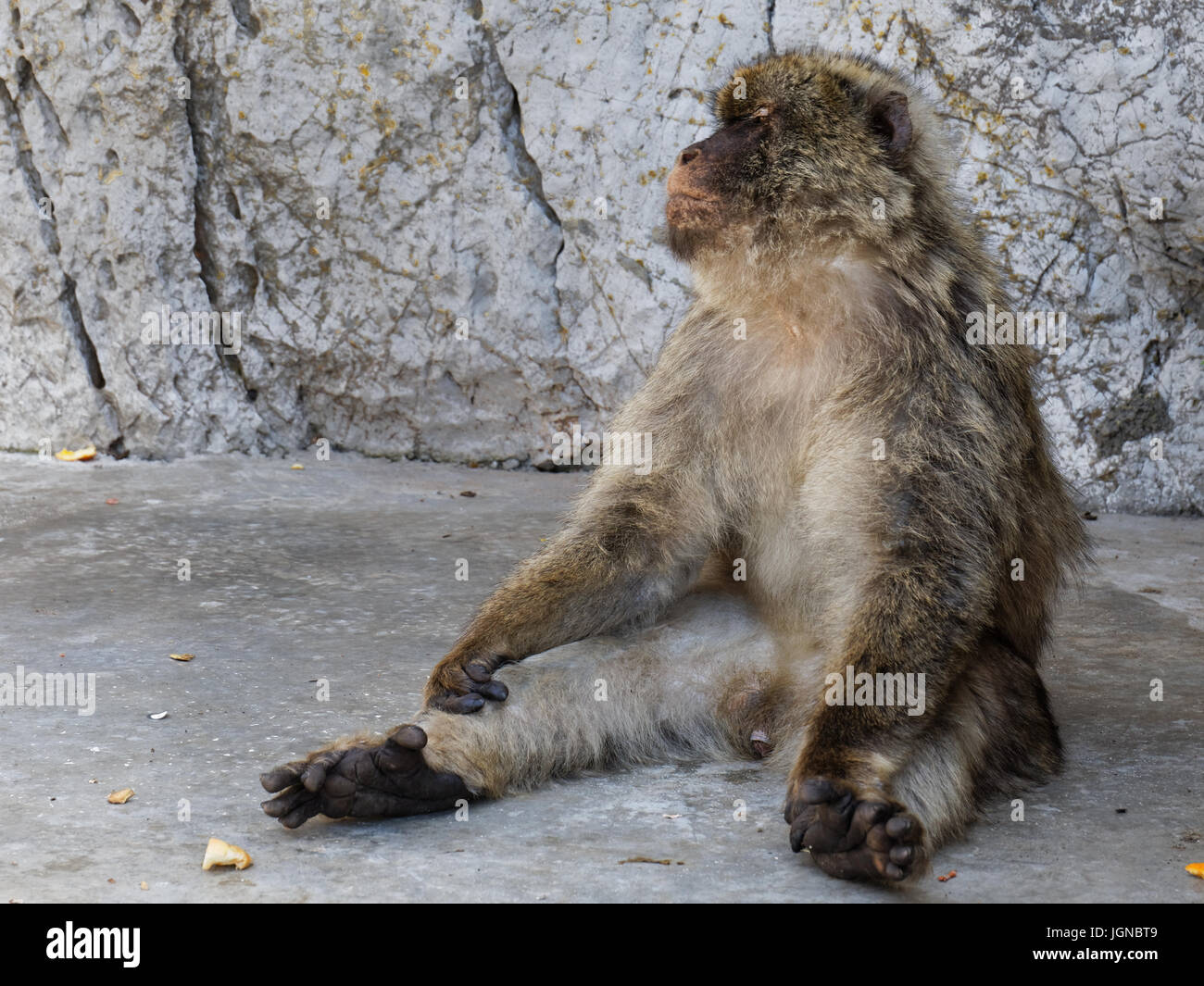 Gibraltar's famous apes Stock Photo - Alamy