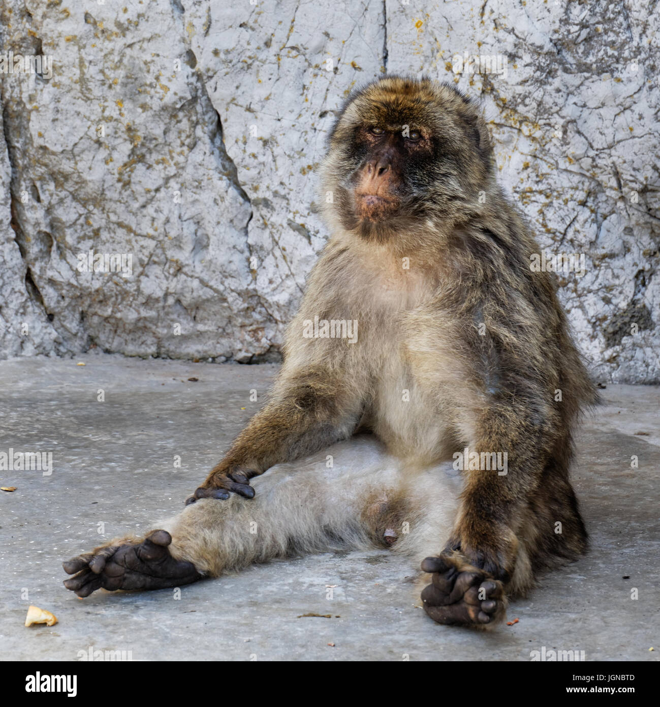 Gibraltar's famous apes Stock Photo - Alamy
