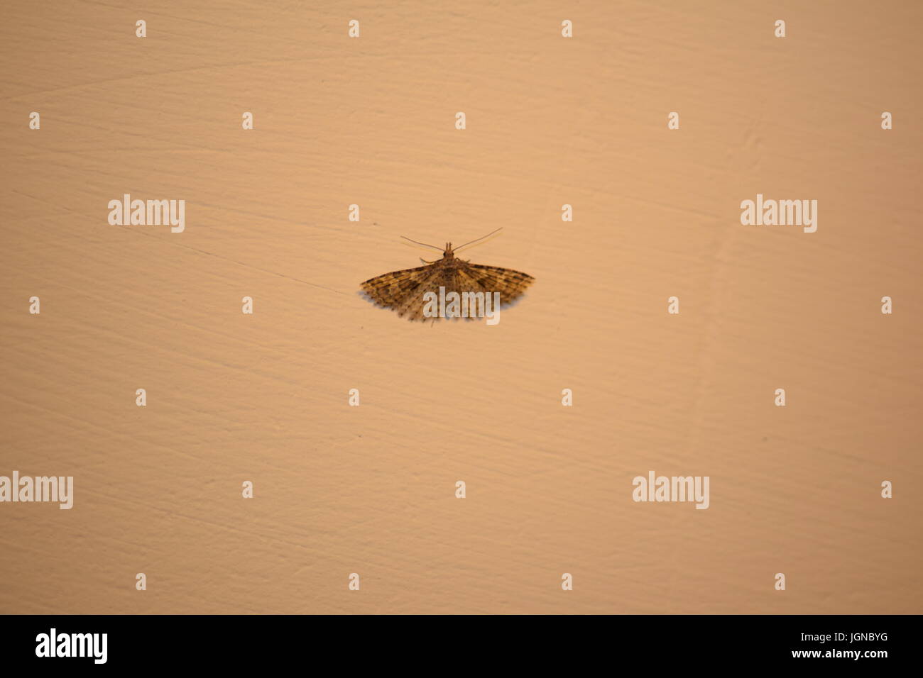 Moth, Plueroptya ruralis Stock Photo - Alamy