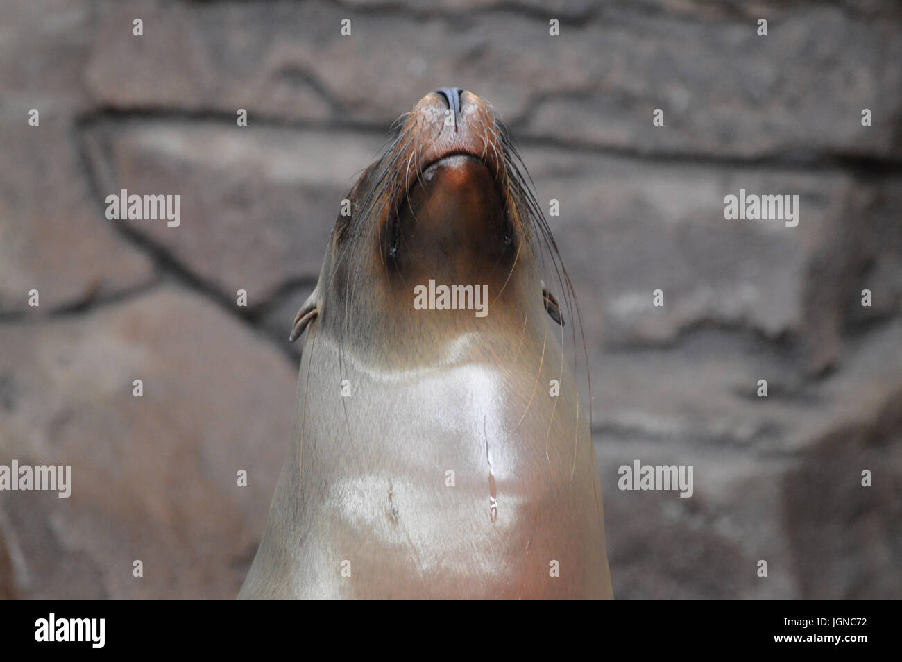 Marine lion hi-res stock photography and images - Alamy