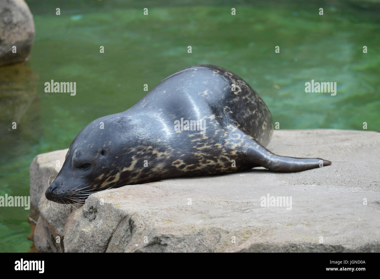 Harbor seal on a rock Stock Photo - Alamy
