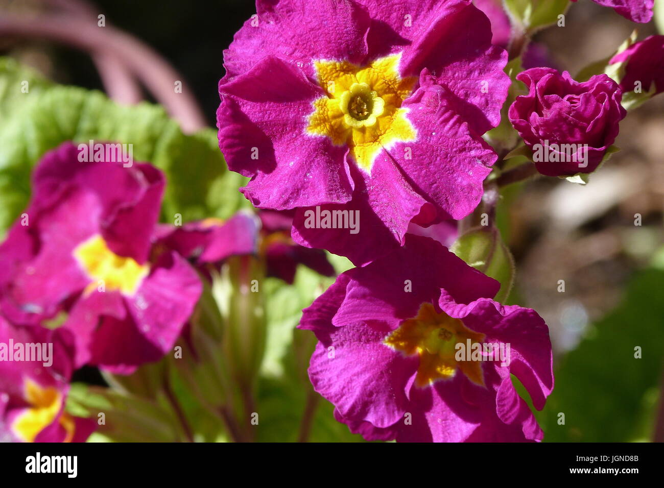 Background, pink primula Stock Photo - Alamy