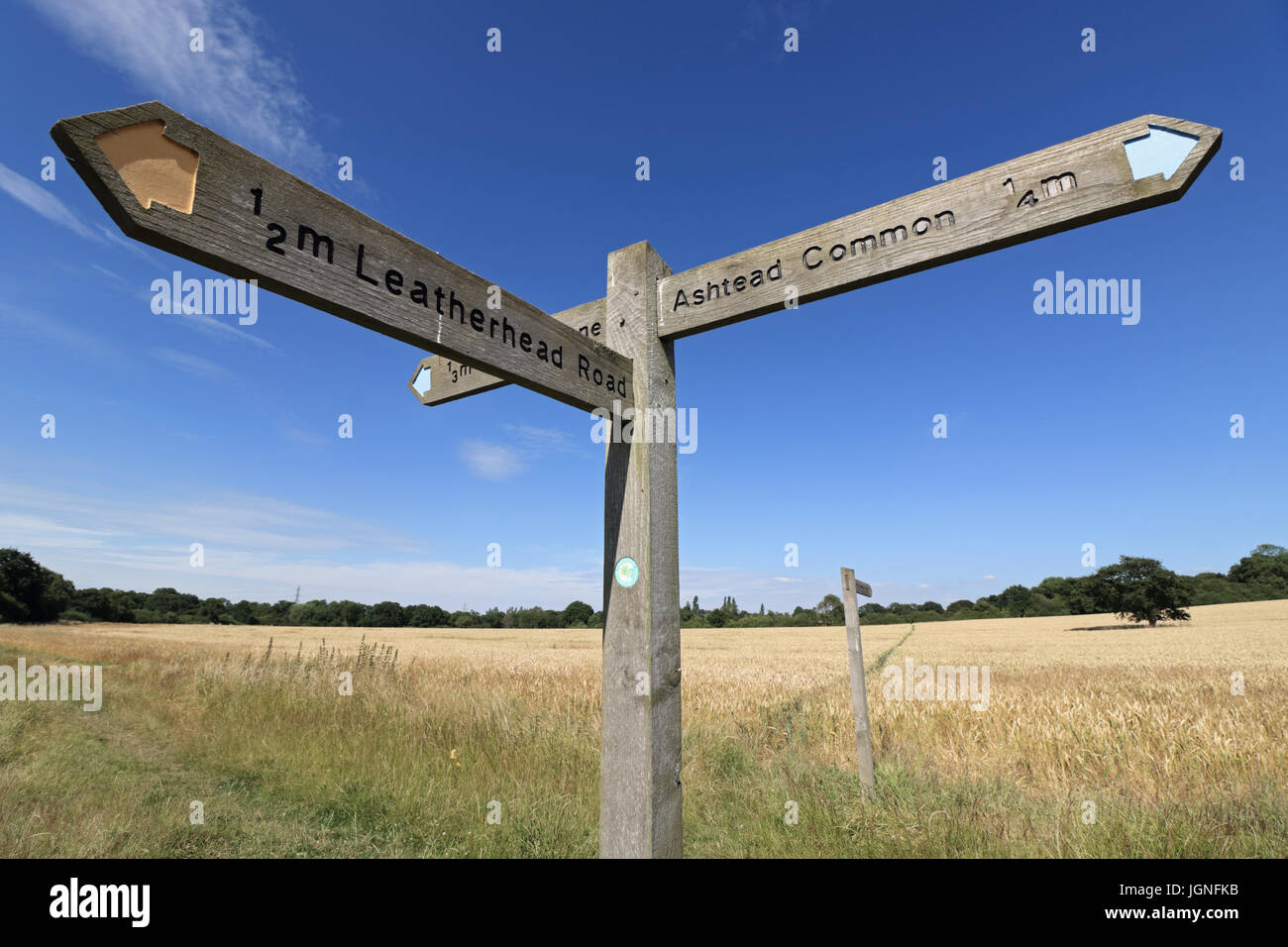 Chessington, Surrey, UK. 8th July, 2017. The wheat is ripening under ...