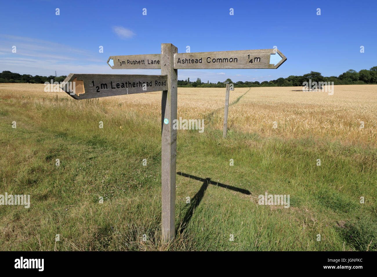 Chessington, Surrey, UK. 8th July, 2017. The wheat is ripening under ...