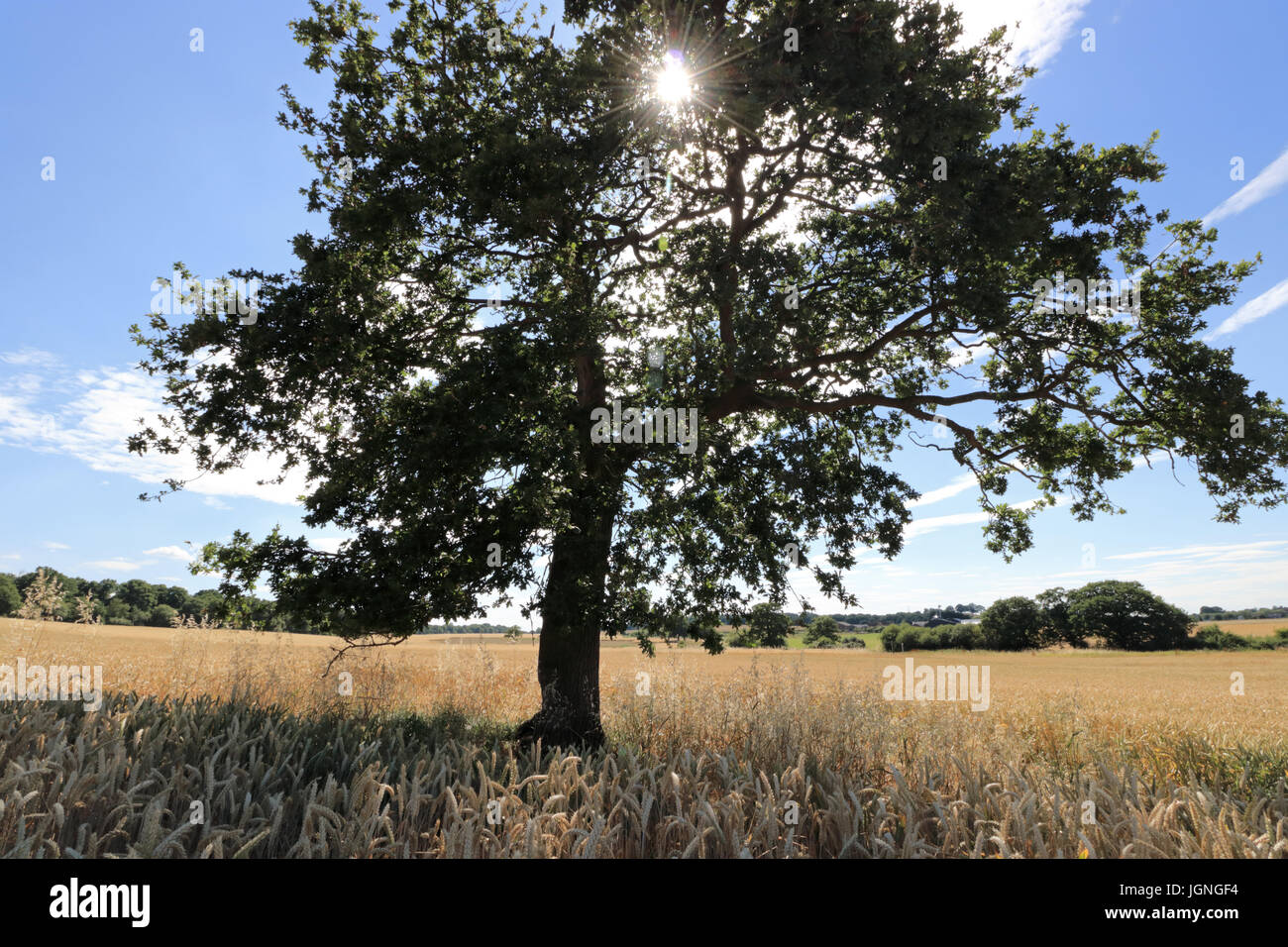 Chessington, Surrey, UK. 8th July, 2017. The sun shines through the ...