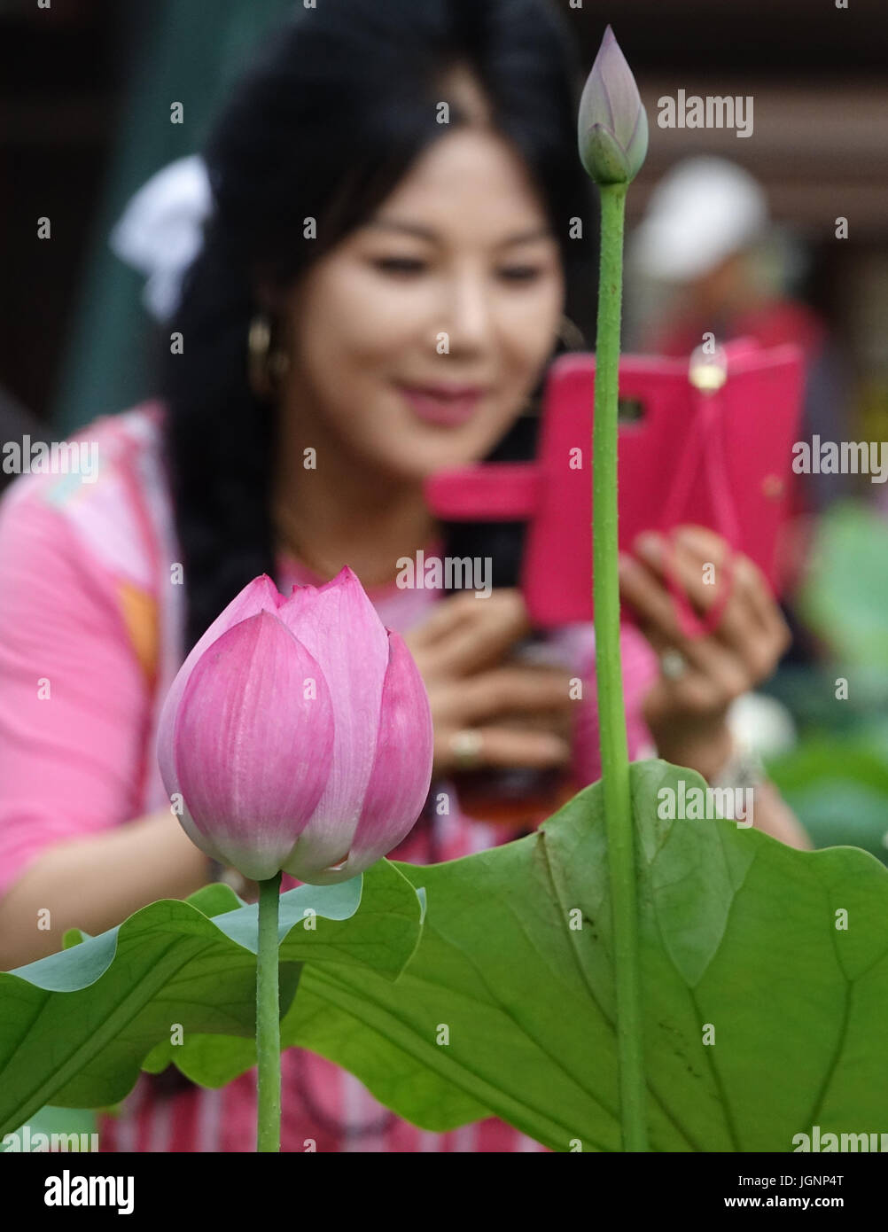 Lotus flower at Seoul temple A Buddhist follower photographs a lotus ...