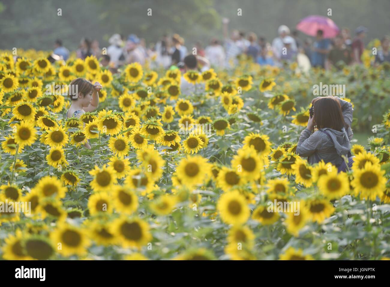 Beijing, China. 9th Jul, 2017. A woman poses for photos amid sunflowers ...