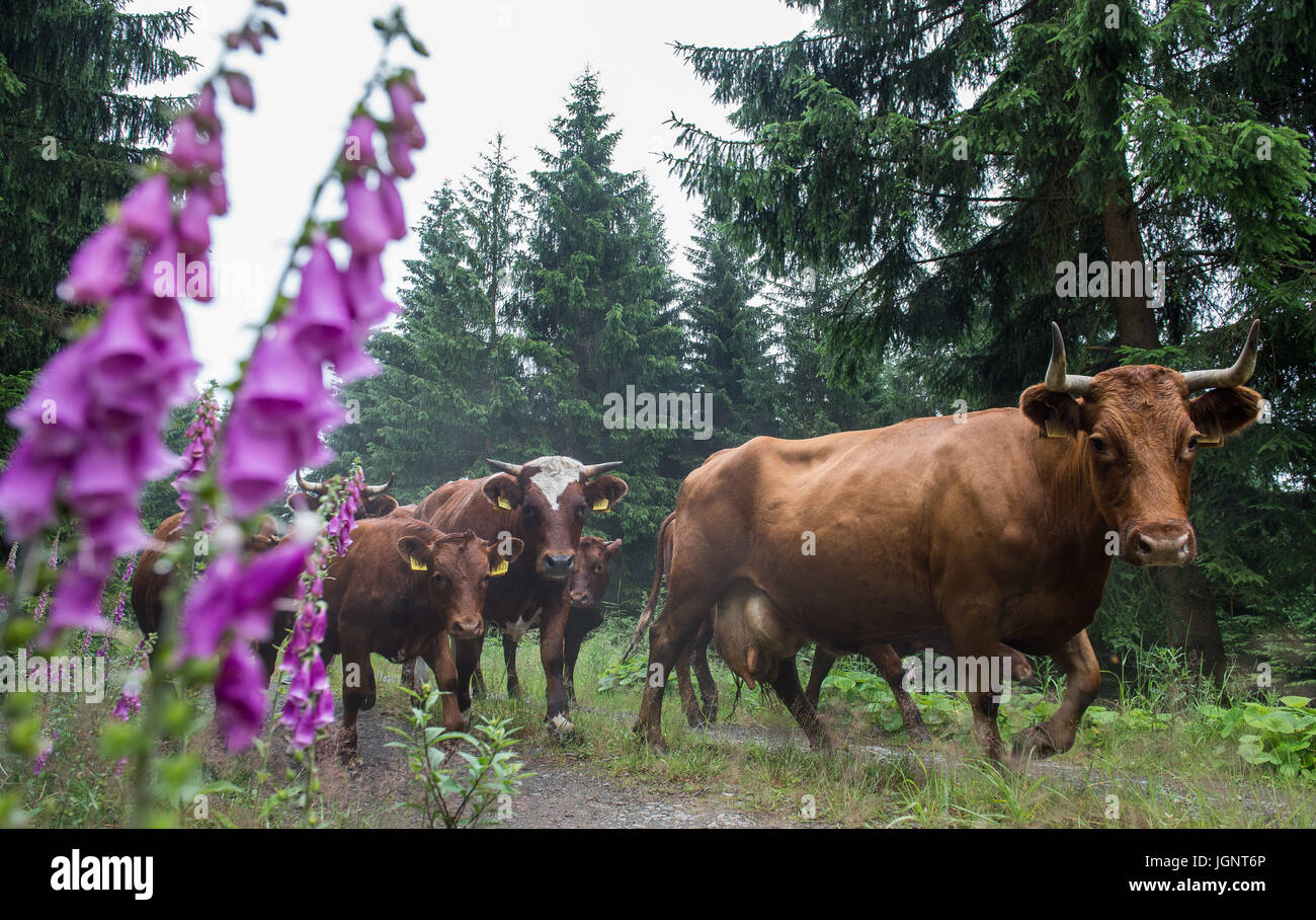 Braunlage, Germany. 9th July, 2017. Cows are driven through meadows and ...