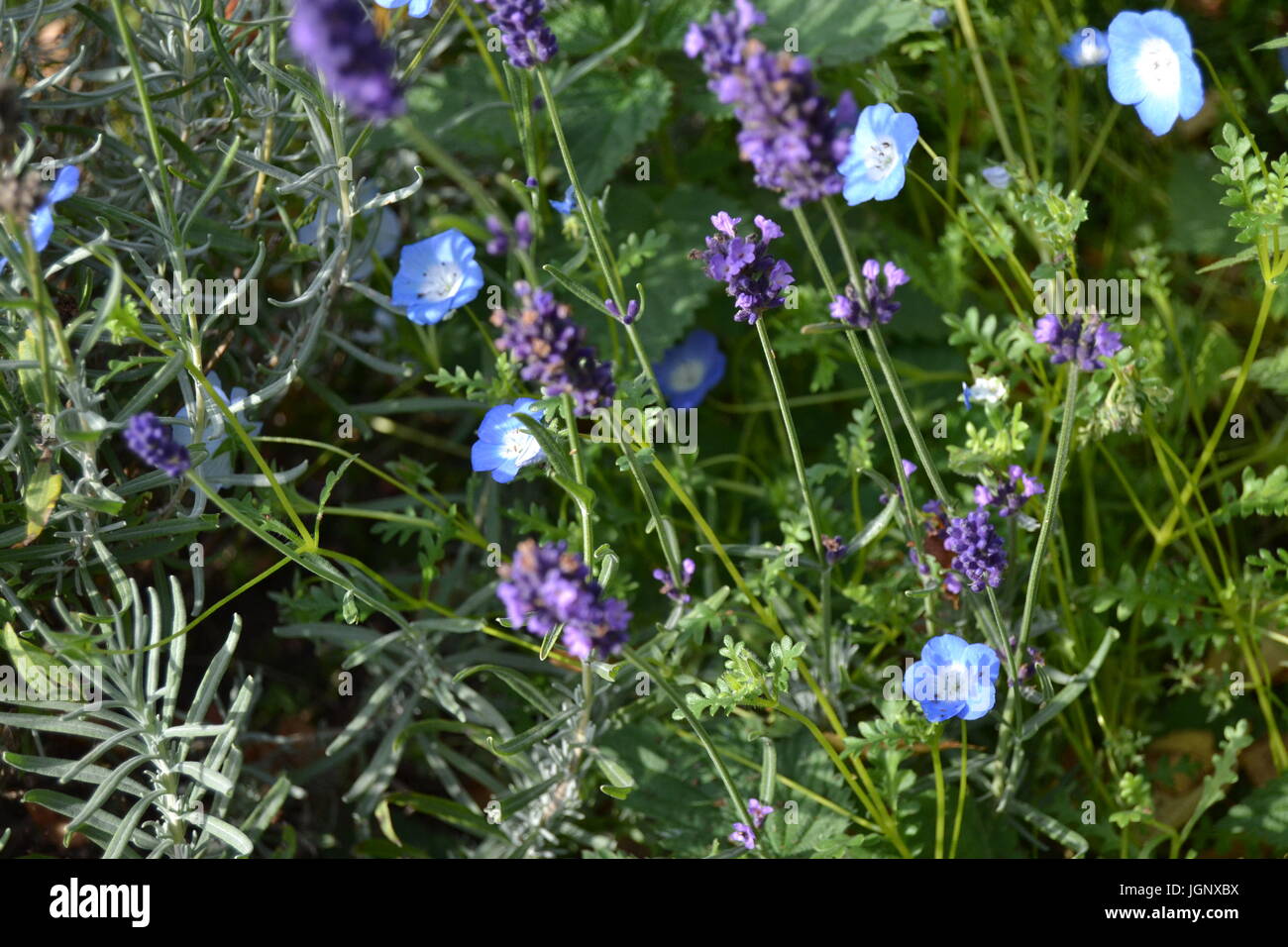 Blue and purple flowers Stock Photo - Alamy