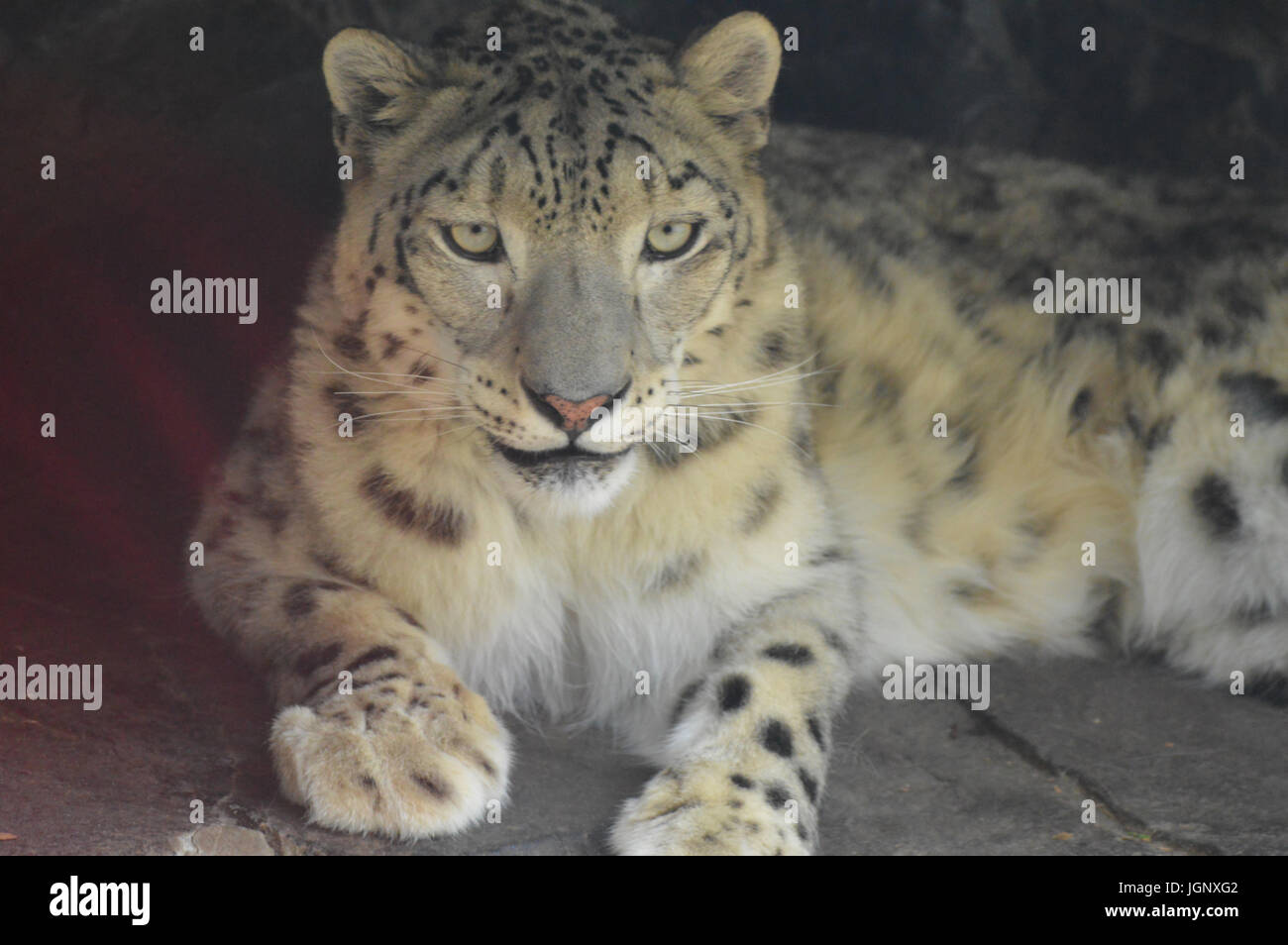 White leopard face hi-res stock photography and images - Alamy