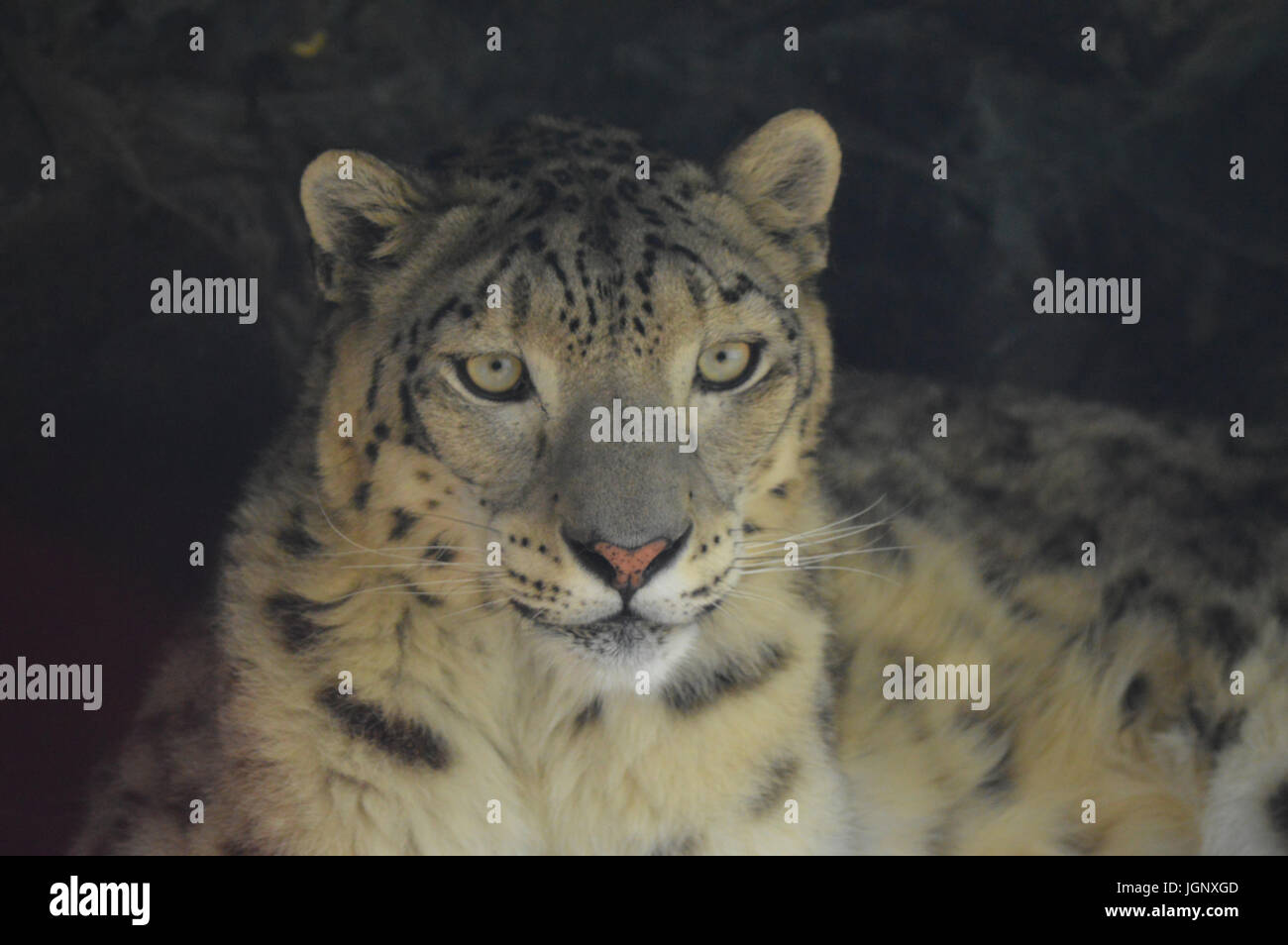 Snow leopard eyes hi-res stock photography and images - Alamy