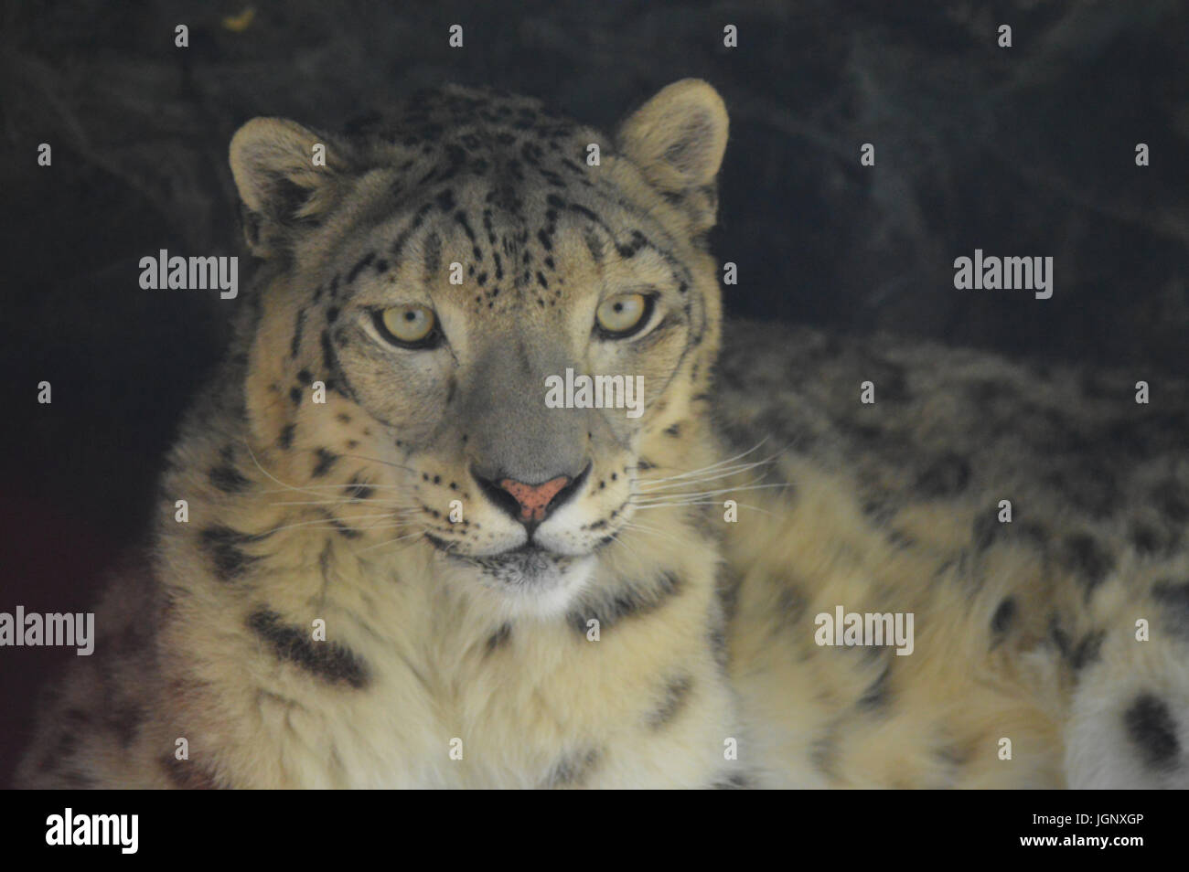 Snow leopard eyes hi-res stock photography and images - Alamy