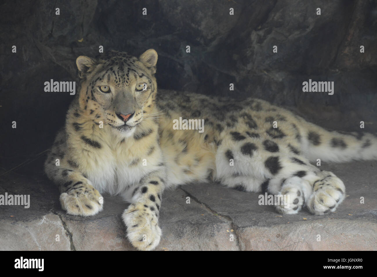 Black leopard eyes hi-res stock photography and images - Alamy