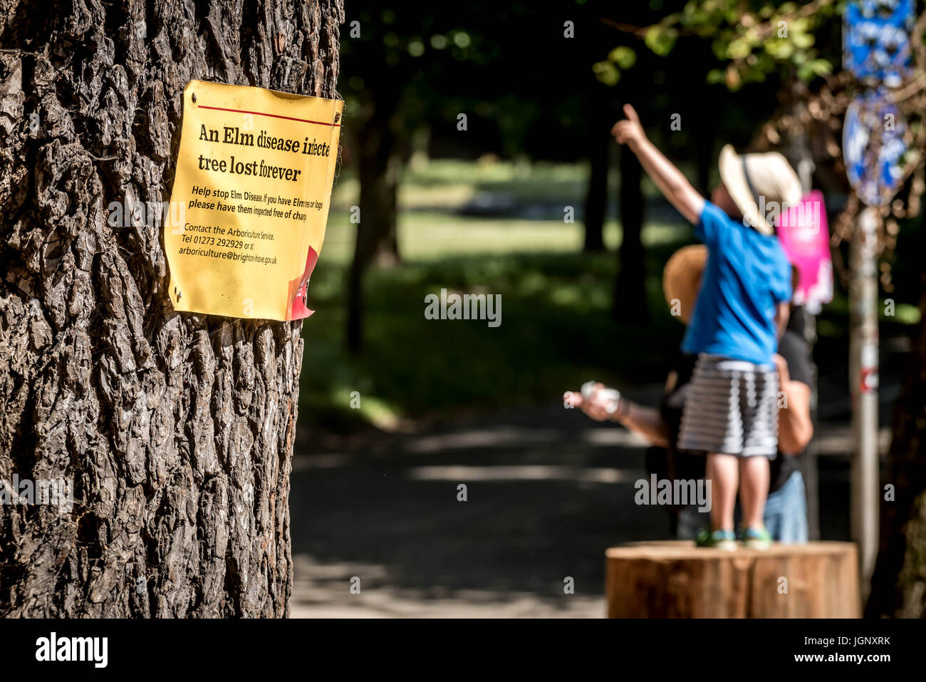 Infected elm trees condemned and dead in Brighton city centre Stock ...