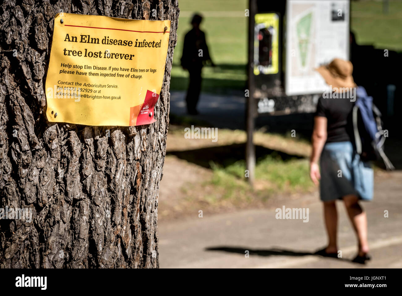 Infected elm trees condemned and dead in Brighton city centre Stock ...
