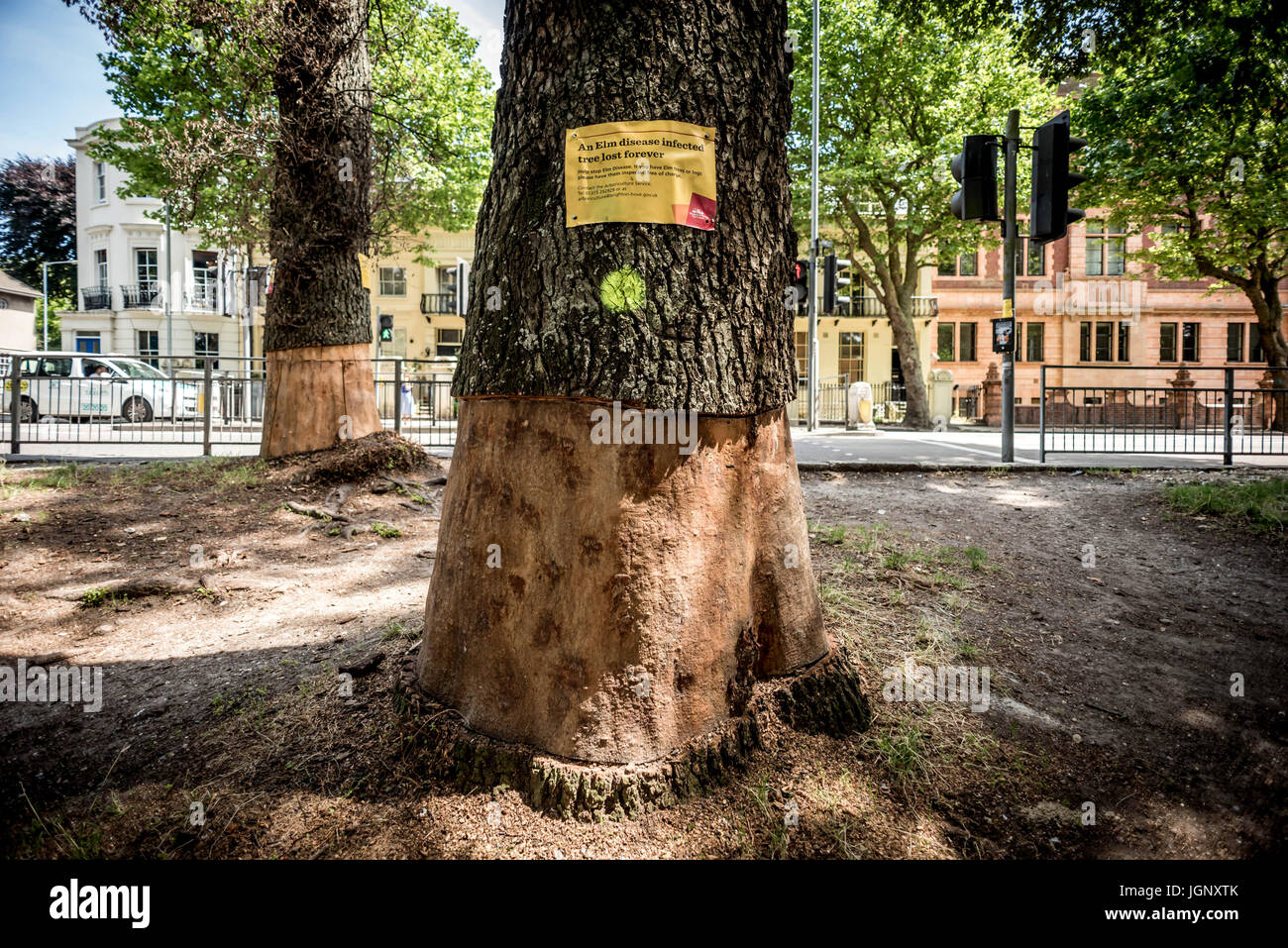 Infected elm trees condemned and dead in Brighton city centre Stock ...