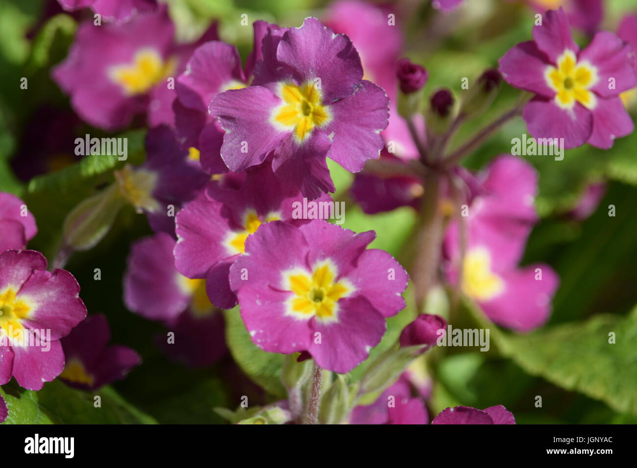 Spring primrose pink Stock Photo - Alamy