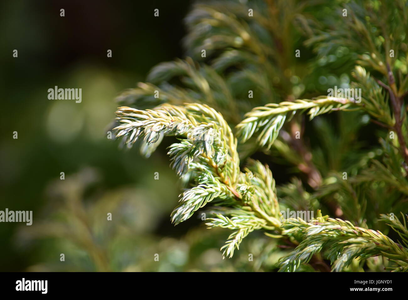Lawson's cypress tree hi-res stock photography and images - Alamy