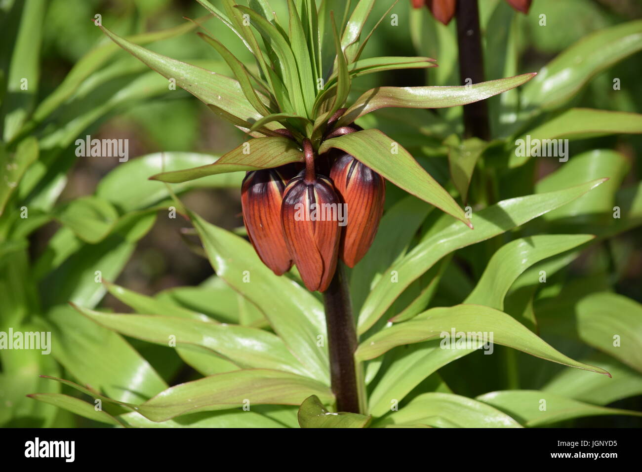 Flowering fritillary plant Stock Photo - Alamy