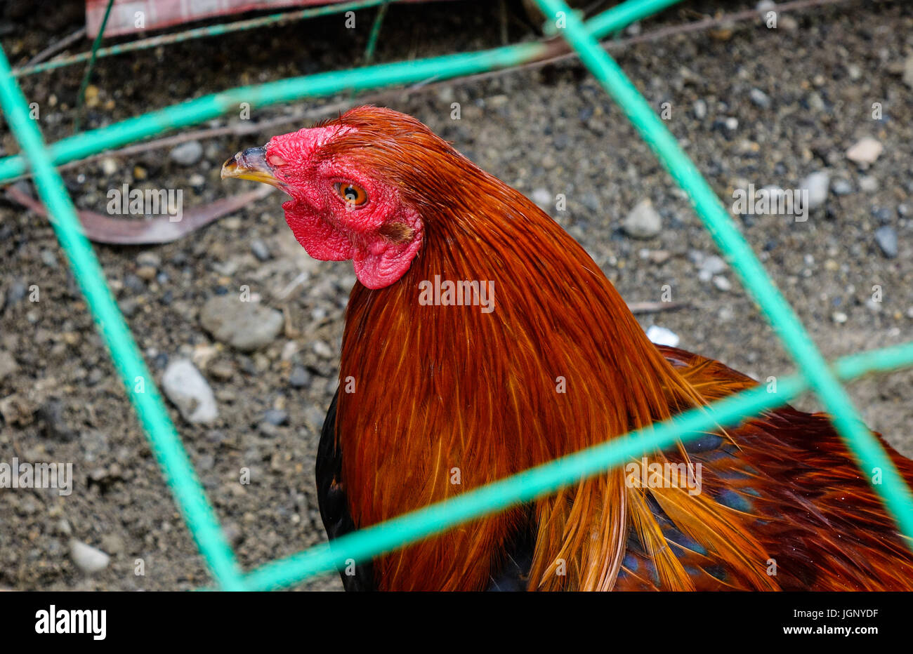 Portrait close up adult rooster hi-res stock photography and images - Alamy