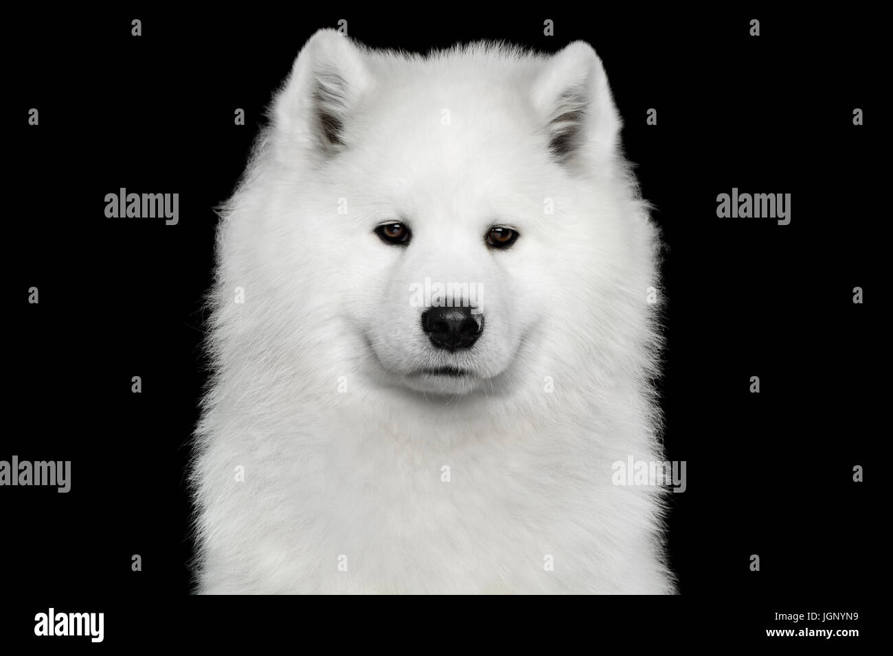 Samoyed dog isolated on Black background Stock Photo - Alamy