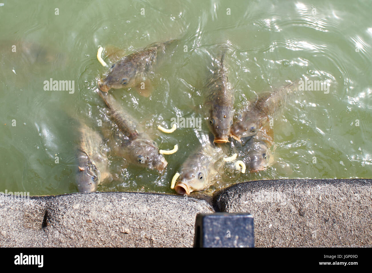 Feeding carp fish in a pond Stock Photo - Alamy