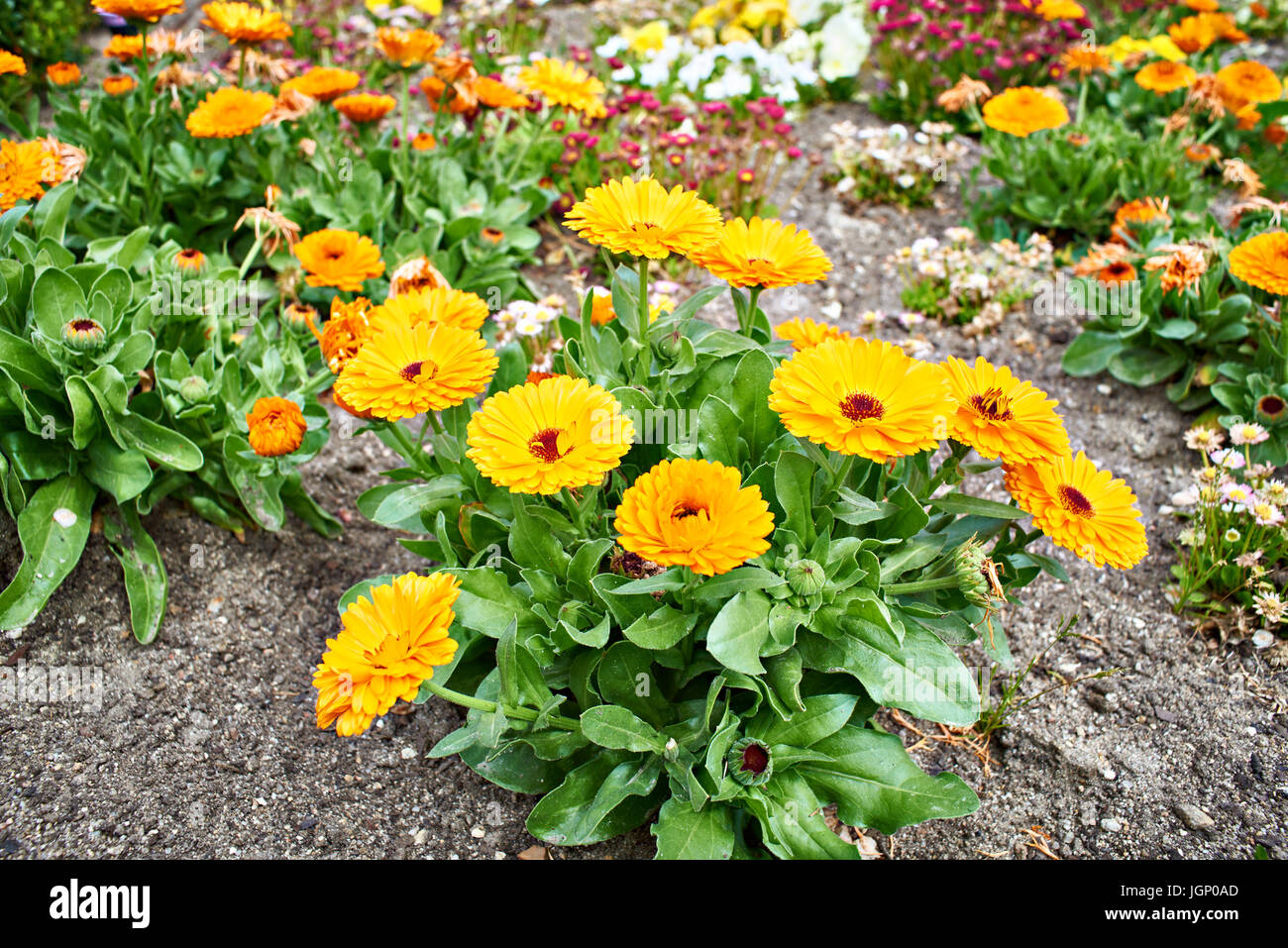 Orange flowers Calendula in the park Stock Photo - Alamy