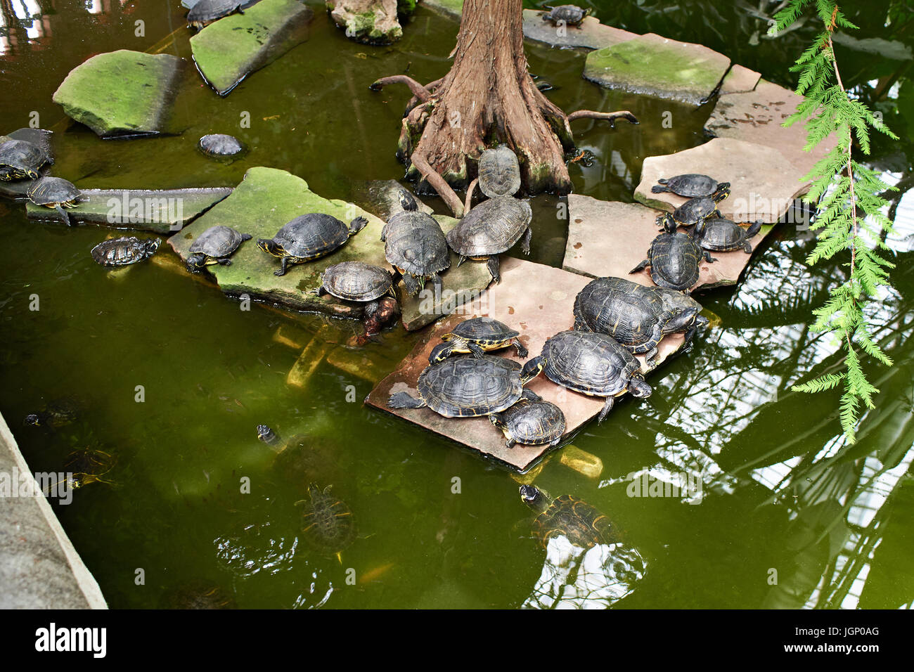 Pond slider hi-res stock photography and images - Alamy