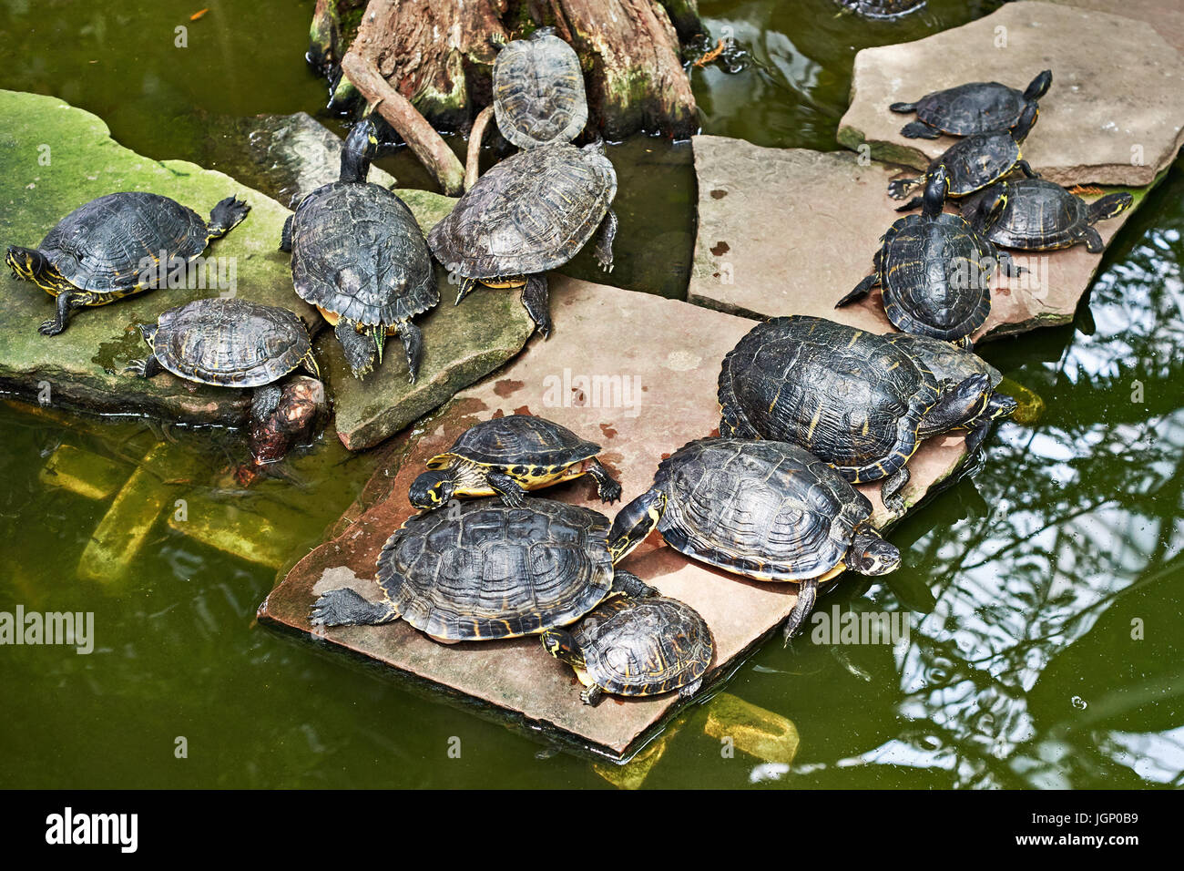 Pond red-eared slider and yellow-bellied slider in pond Stock Photo - Alamy