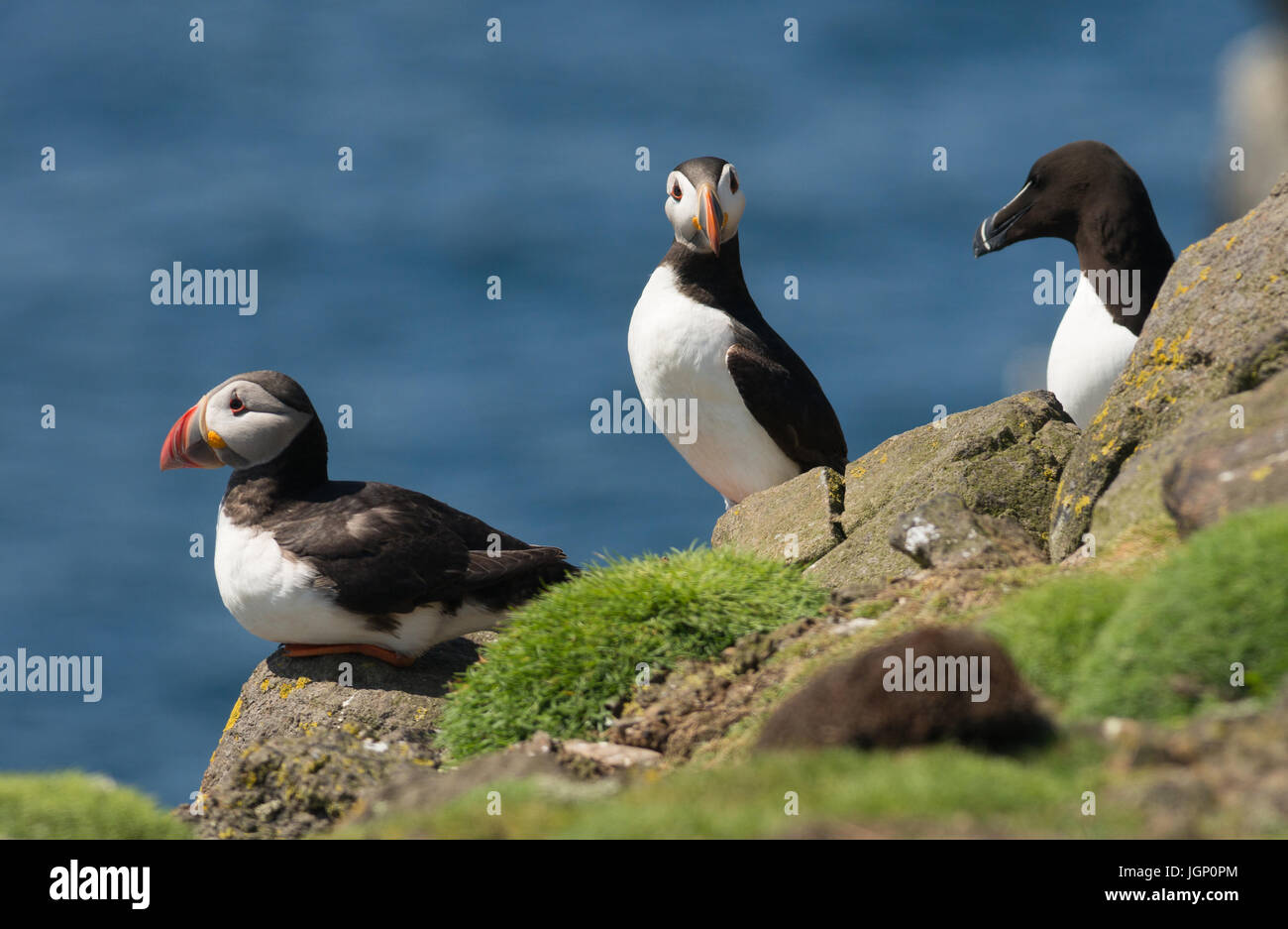 Puffins enjoying their time on land before heading for the North ...